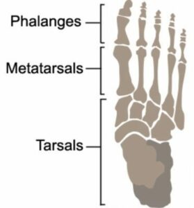 Phalanges Anatomy - PhysioAdvisor