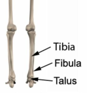 Fibula Anatomy: Understanding the Smaller Bone in the Lower Leg ...