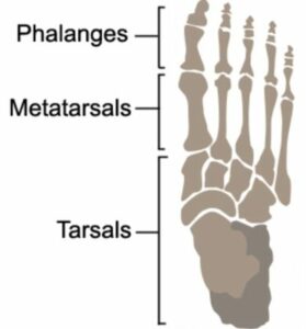Tarsal Anatomy - PhysioAdvisor