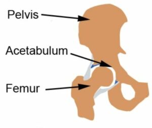 Pelvis Anatomy - PhysioAdvisor