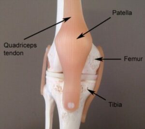Patella Anatomy: Understanding the Kneecap - PhysioAdvisor