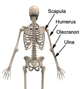 Tricep Strain - PhysioAdvisor