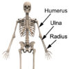 Radius Anatomy: Structure and Function - PhysioAdvisor
