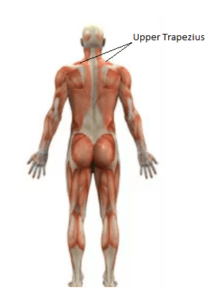 Trapezius Anatomy - PhysioAdvisor